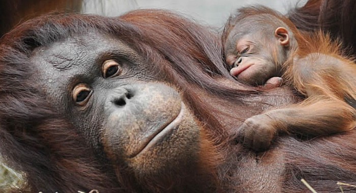 "¿Qué son los grandes simios? Personas no humanas que luchan por vivir ...