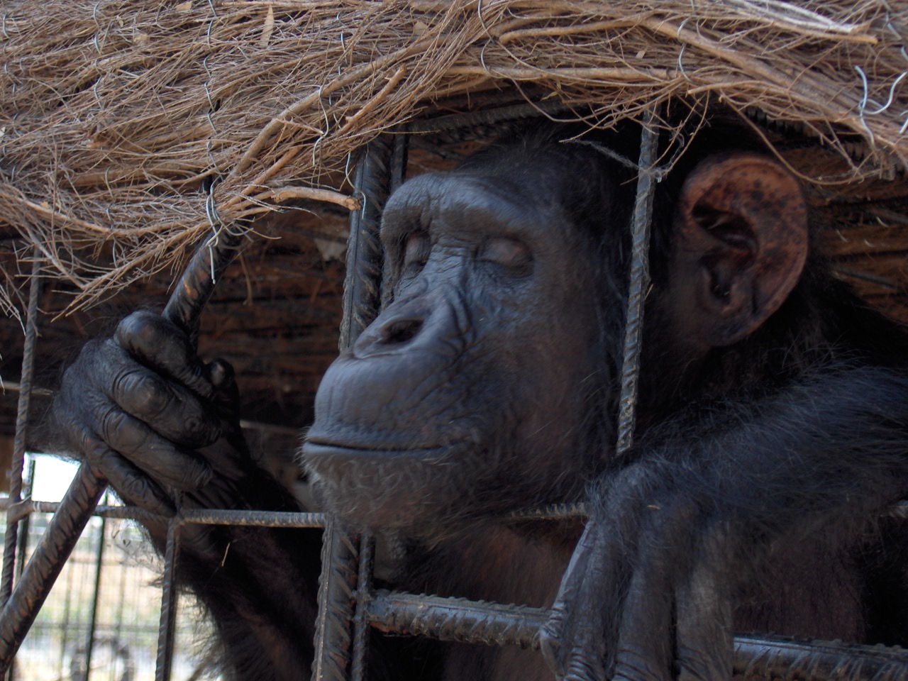 "¿Qué son los grandes simios? Personas no humanas que luchan por vivir ...